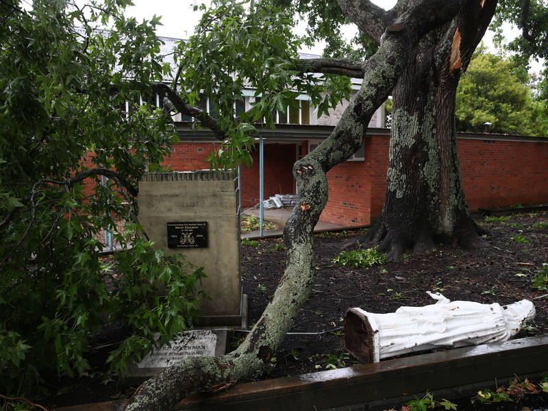 Huge Trees Down Throughout DC Area (Photos) | Washington DC, DC Patch