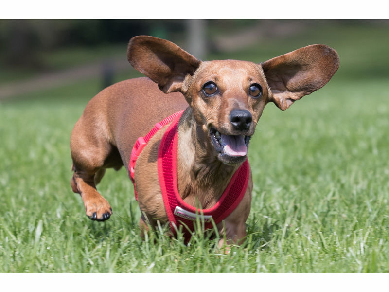 Rent A Weiner Dog At Michigan Lakeshore Rental | Across Michigan, MI Patch