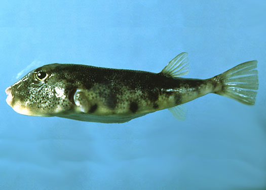 Smooth Puffers Show Up In Barnegat Bay, But Their Toxicity Draws ...
