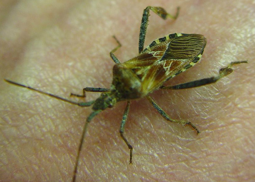 5 Bugs (Including Stink Bugs) Crawling Into Your House Right Now: What ...