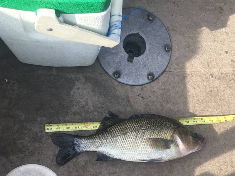 Teen Catches State Record White Perch at Crystal Lake | Ellington, CT Patch