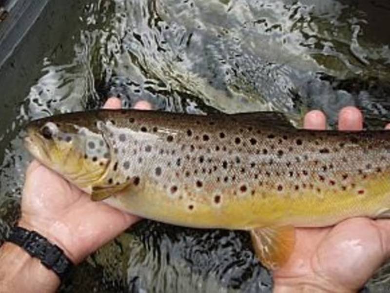 CT DEEP Posts Guide For Trout Season Opening Day | Ellington, CT Patch