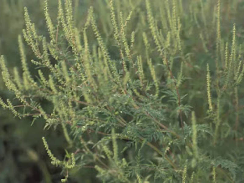 Ragweed - Medicinal Benefits | Woodbury, CT Patch