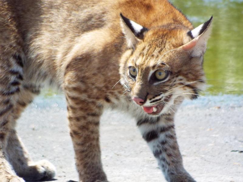 Rescued Bobcat Now Calls Upper Tampa Bay Home | Westchase, FL Patch