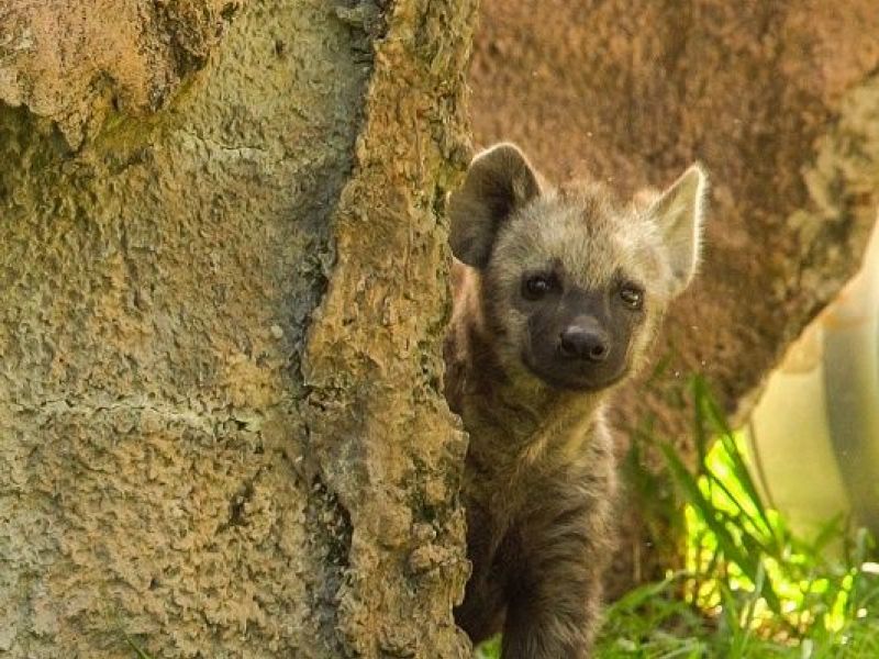 Baby Hyena Joins Busch Gardens' Clan | Temple Terrace, FL Patch