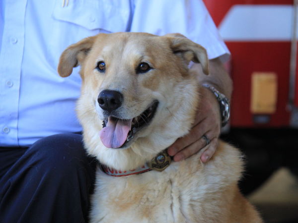ICYMI: Florida Fire Dog Advances In National Contest - Clearwater, FL Patch