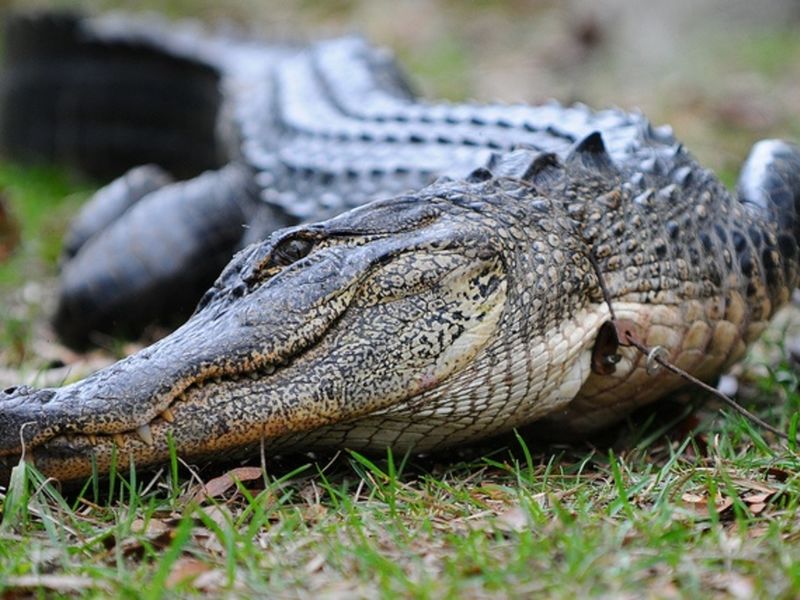 Watch: Gators Infest Florida Lake | Orlando, FL Patch