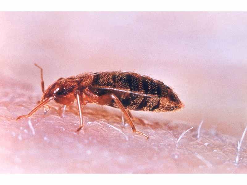 Lethal Injections, Lakeland Magic, Kilo Of Cocaine | New Port Richey ...