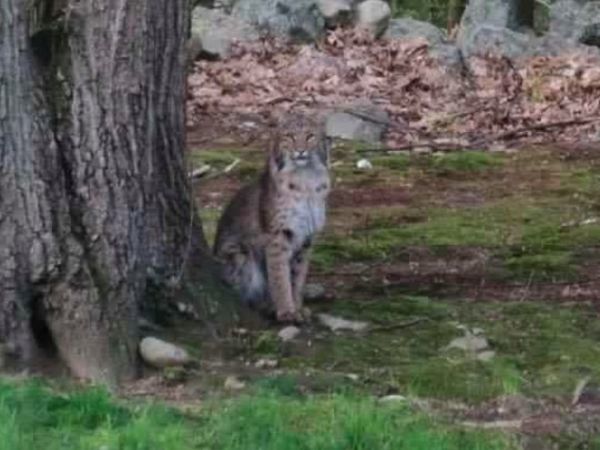 Bobcat Sighting In Chelmsford: ICYMI - Chelmsford, MA Patch
