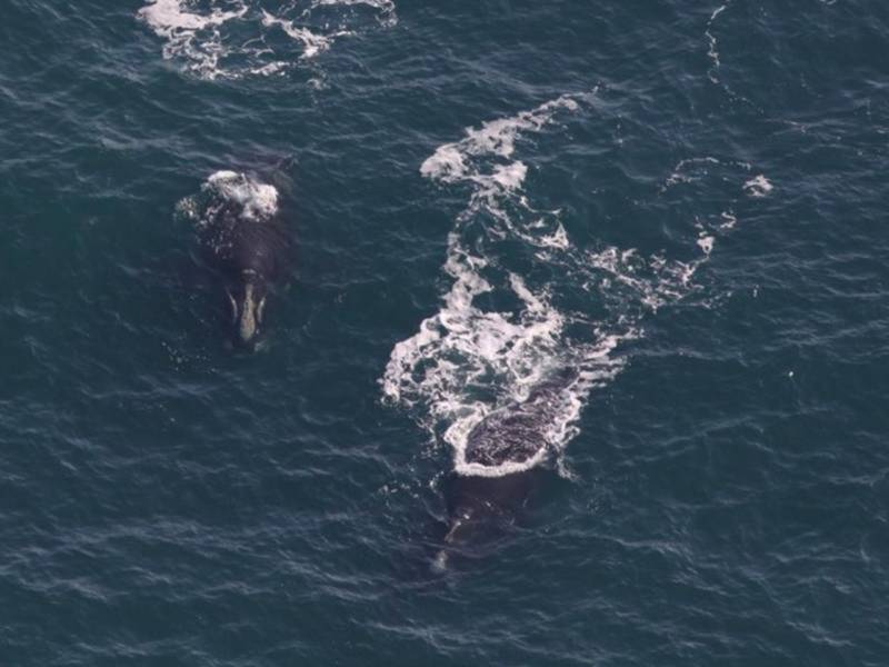 Endangered Right Whales Return To Massachusetts Coast | Plymouth, MA Patch