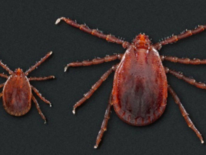 Rare Tick Found In PA An 'Emerging Threat,' CDC Says In New Study ...