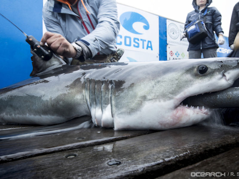 New Shark Pup, 'Great White Finn,' Spotted Off Long Island: Video ...