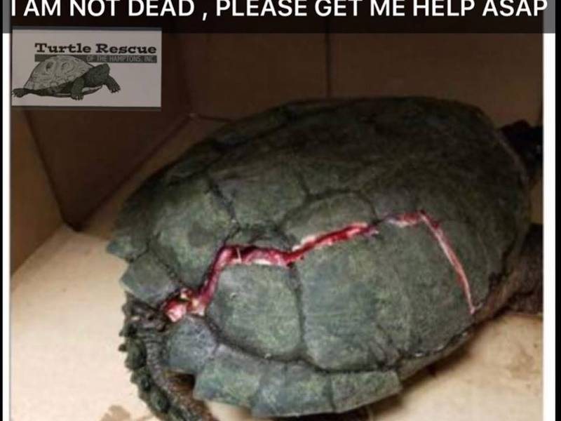 Turtles With Cracked Shells On The Road Need Help — Here's How ...