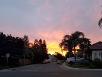 Purple Leaf Flowering Plums - Elk Grove, CA Patch