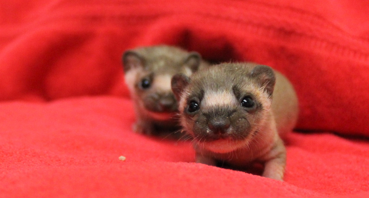 Two (Adorable) Baby Weasels Rescued From Peninsula Hiking Trail | Burlingame, CA Patch