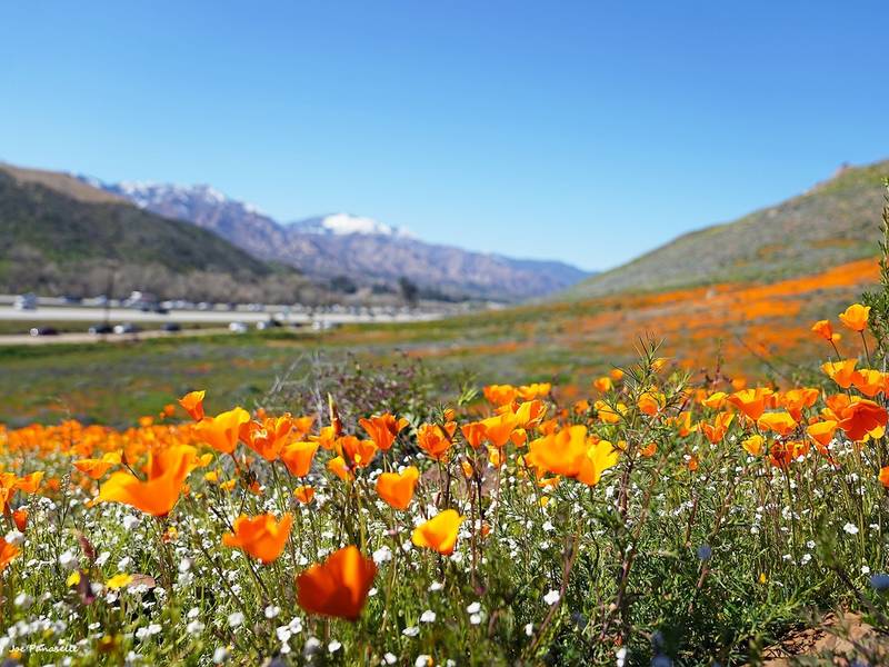 Super Bloom 2019: People Go Wild Over Flowers In Elsinore | Lake ...