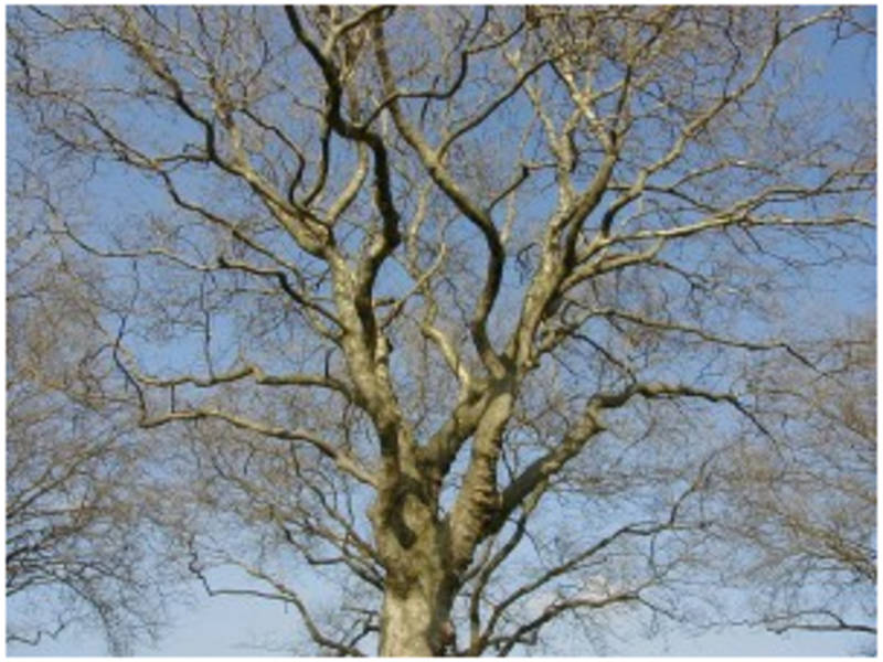 Greenwich Winter Walk: Knowing Trees Without Leaves, Dec. 14 ...