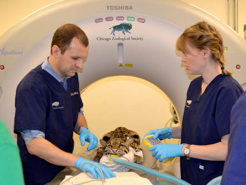 Brookfield Zoo Gets Largest, Most Advanced CT Scanner of Any Zoo | La ...