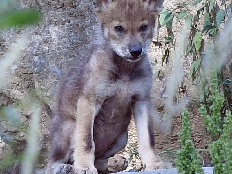 Help Name Mexican Gray Wolf Puppies | La Grange, IL Patch