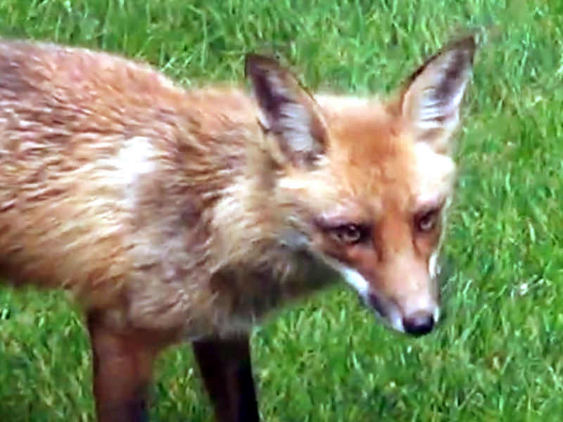 Rabid Fox Bites Glen Ridge Woman Trying To Protect Children: Police ...