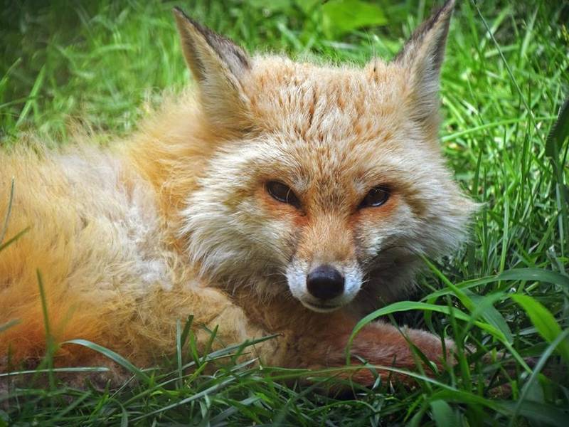 Elmwood Zoo's Red Fox Taken Off Display, Receiving Treatment ...