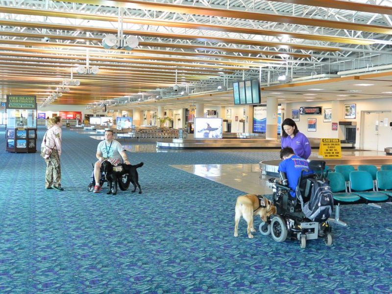 Airlines Struggle To Handle Passengers Arriving With Pigs, Turkeys ...