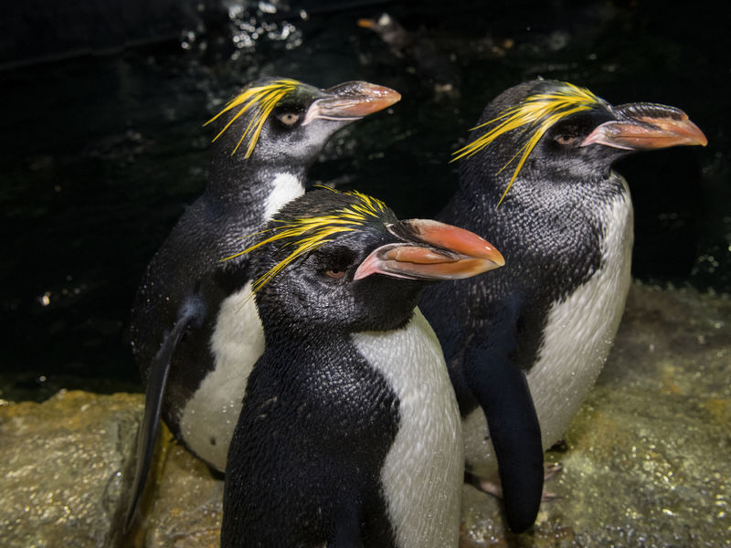 Rare Penguin Species Debuts At Central Park Zoo | Central Park, NY Patch