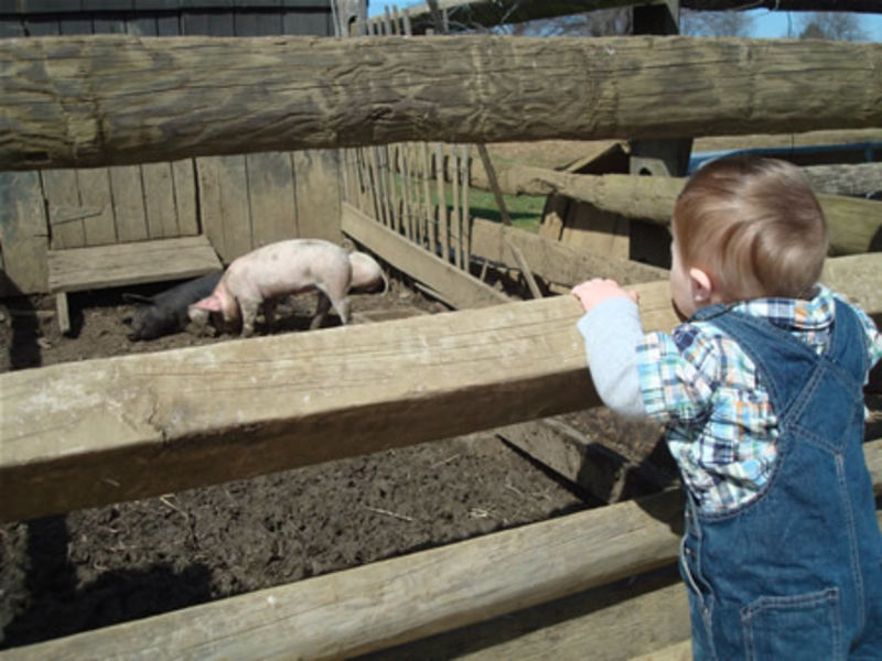 Pig Marked For Slaughter At Longstreet Farm Granted 11th-Hour Reprieve ...