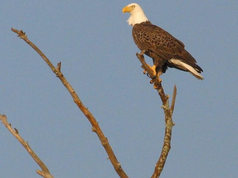 Bald Eagle Numbers Soaring in Georgia | Douglasville, GA Patch