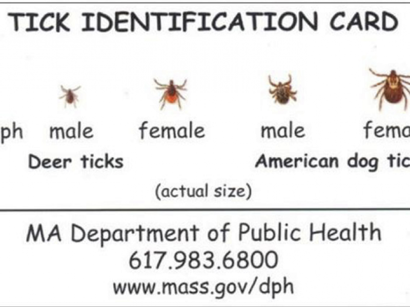 Deer Tick Vs Wood Tick - permethrin | North Fork Trails Association ...