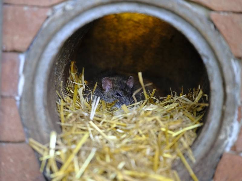 DC To Deploy New Weapon To Fight The Rat Problem: Report | Washington ...