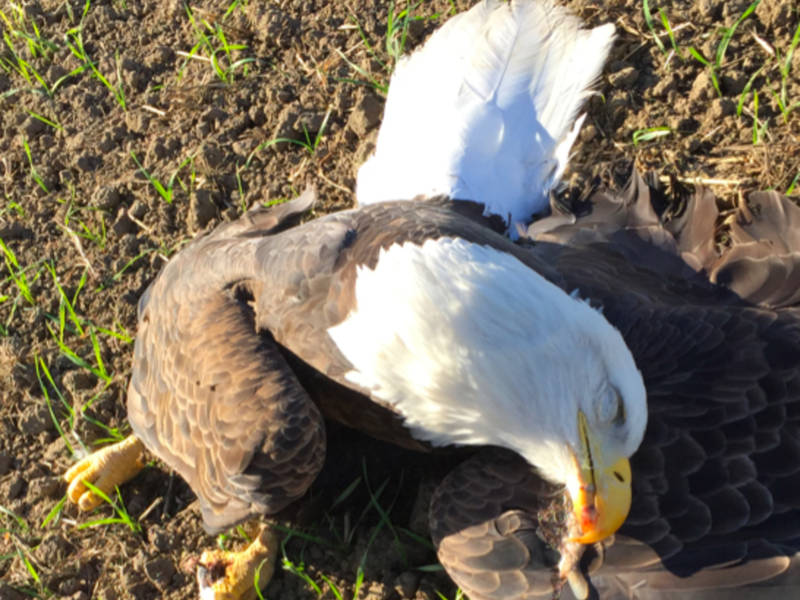 Hillsboro Dead Birds – Including Bald Eagle – Probed By OSP | Hillsboro ...