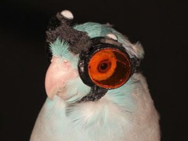 Bird's Eye View: Goggle-Wearing Parrotlet Flies Through Laser Lights ...