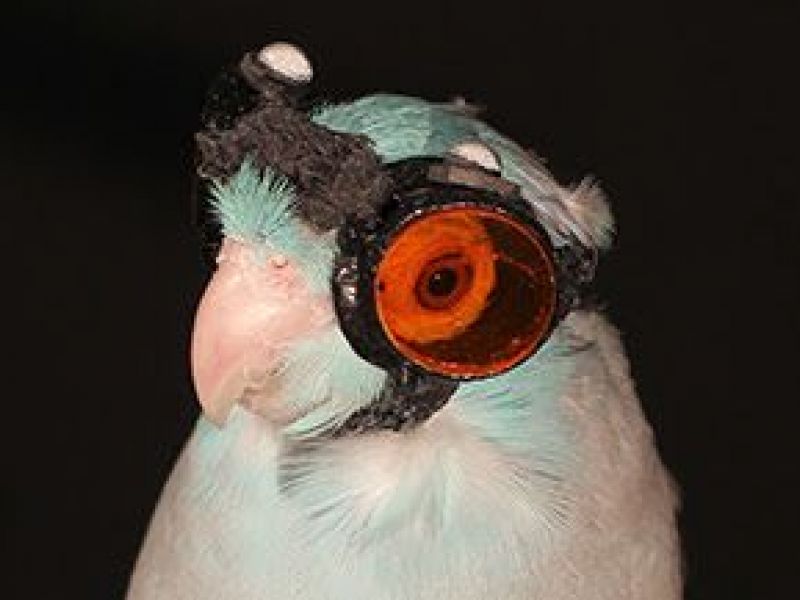 Bird's Eye View: Goggle-Wearing Parrotlet Flies Through Laser Lights ...