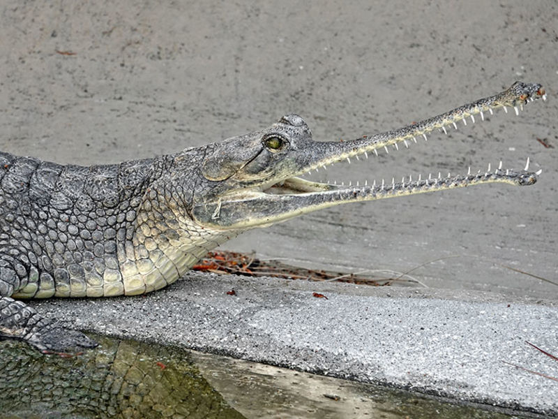 Say Hello To LA Zoo's Newest Residents: Gharials | North Hollywood, CA ...
