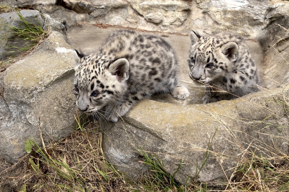 Baby Snow Leopards Make Their Public Debut | San Francisco, CA Patch