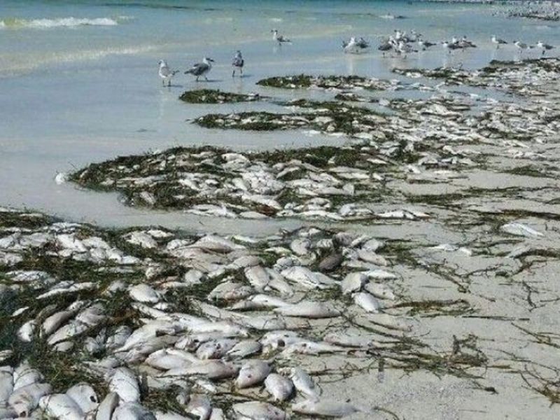 Algae Bloom Confirmed In Old Tampa Bay | Safety Harbor, FL Patch