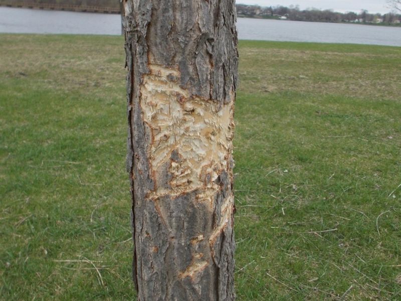 More Tree Vandalism In The Twin Cities Reported | St. Louis Park, MN Patch