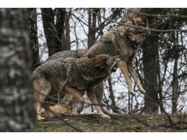 Pack of Coyotes Kill Family Dog: Bloomingdale Police - Tri, NJ Patch