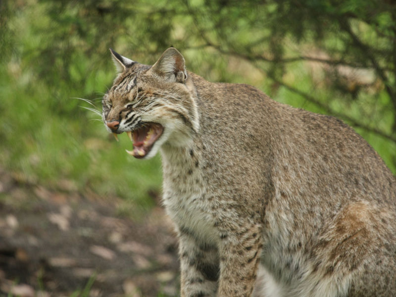Possibly Rabid Bobcat Attacked Dog In Long Valley - Long Valley, NJ Patch
