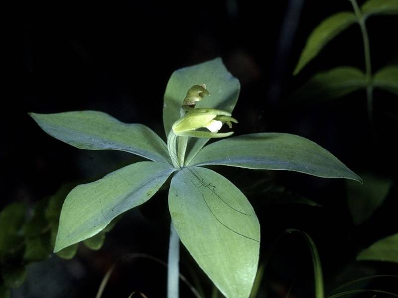 Rare Orchid Flower Found In North Jersey State Park | Hopatcong, NJ Patch