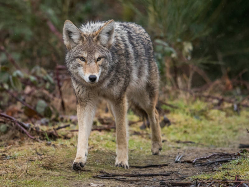 Coyotes Spotted In Morristown; Animal Control Shares Safety Tips ...