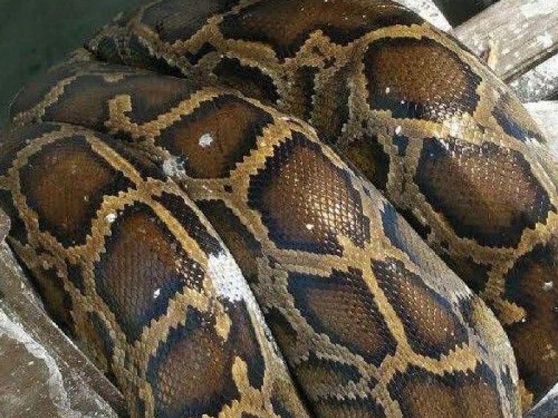 Holy Snakenado! 9-Foot Burmese Python Caught Swimming Offshore | Patch