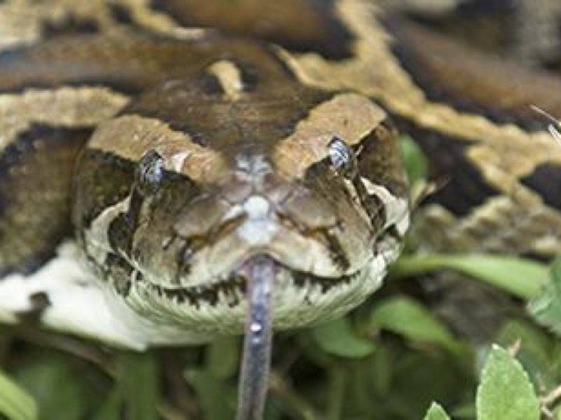 WATCH NOW: 1,000th Burmese Python Captured In Everglades | Miami, FL Patch