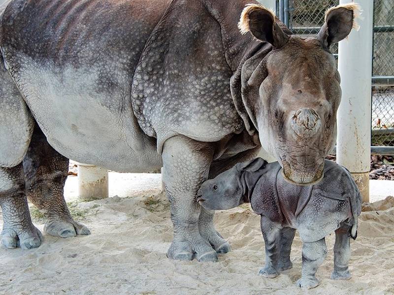 Baby Rhino Born At Zoo Miami: Photos | Miami, FL Patch