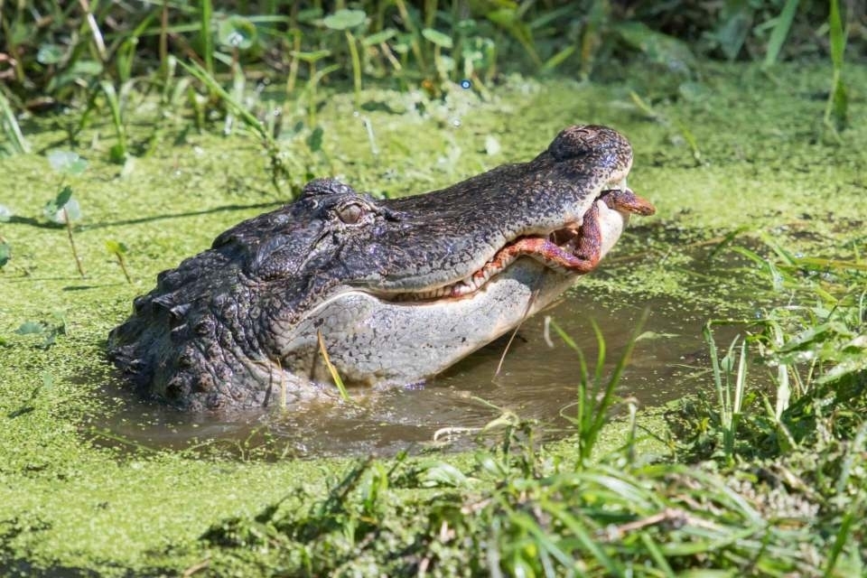 Florida Snake Vs Gator: See Which Reptile Won | Lakeland, FL Patch