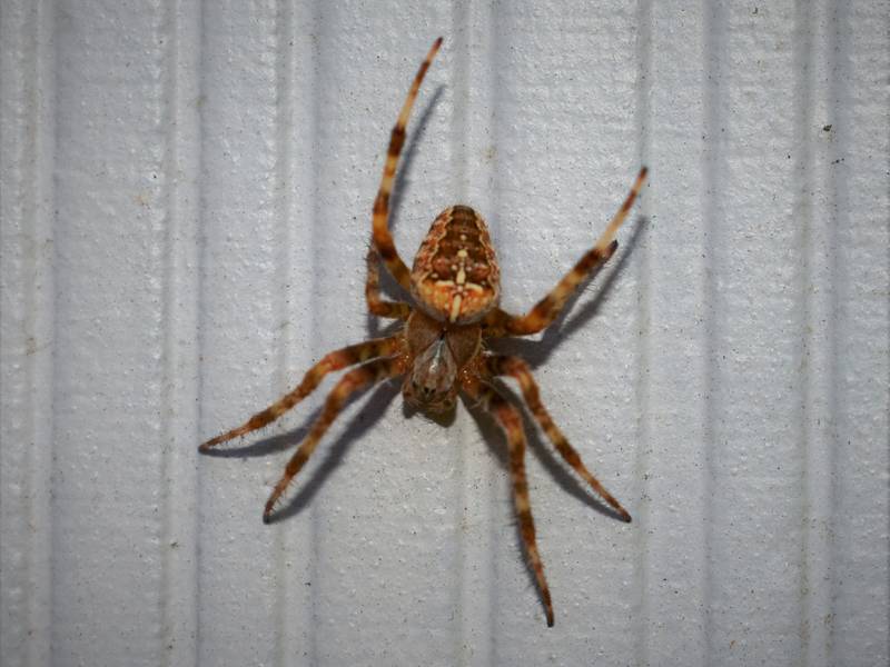 7 Myths About 'Spider Season' In Puget Sound | Seattle, WA Patch