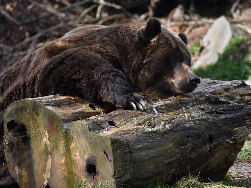 Seattle Zoo Offering Animal Poop This Weekend | Seattle, WA Patch