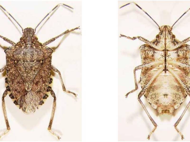 Stink Bugs Invading King, Pierce Counties: WSU Researchers | Seattle ...