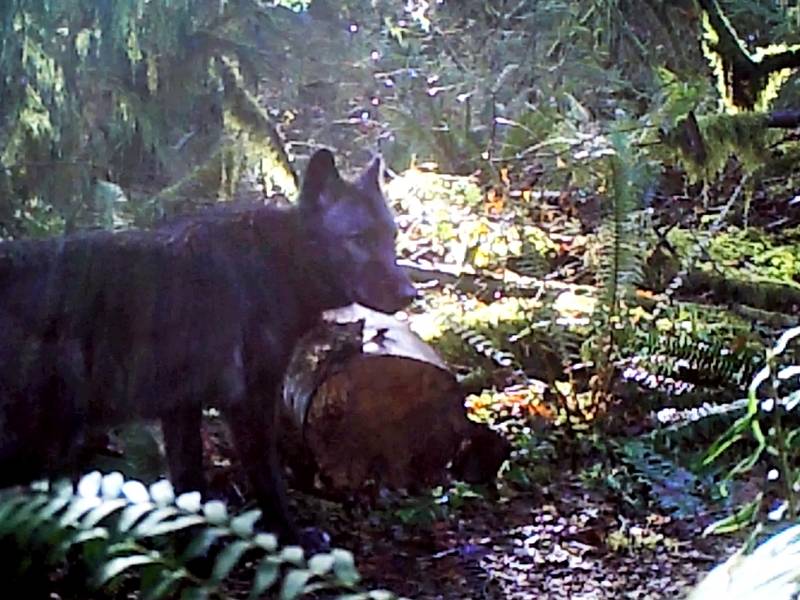Wolf Pack Found In Western Washington, First One In Decades | Across ...